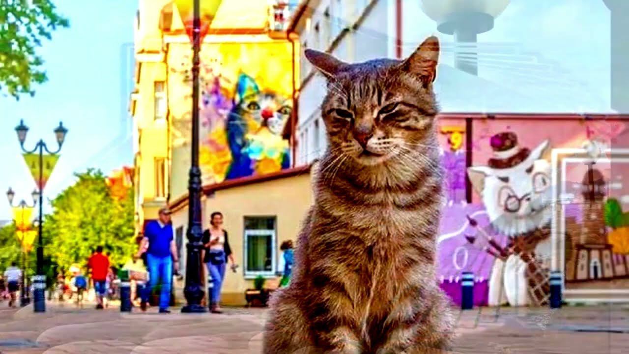 Коты и кошечки - город кошек - Зеленоградск