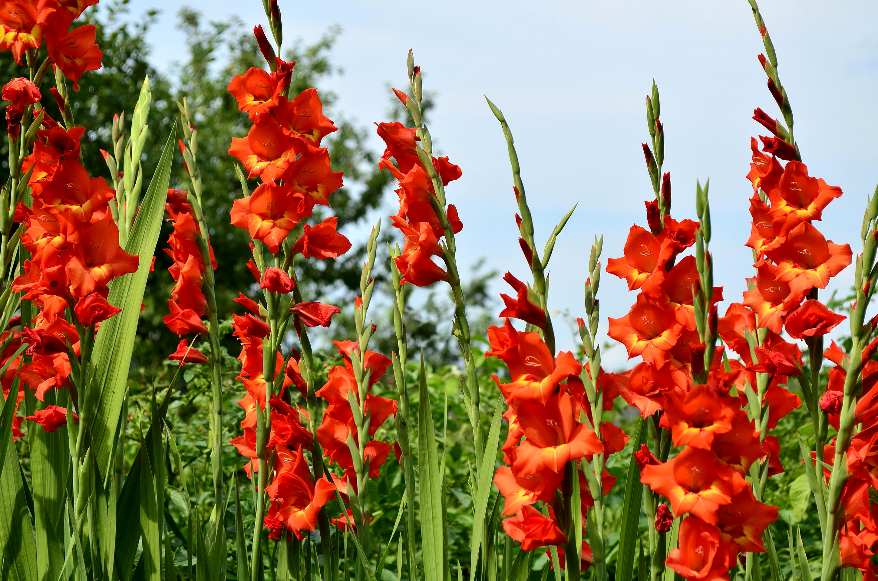 Гладиолусы Разбор луковиц весною Мои калы