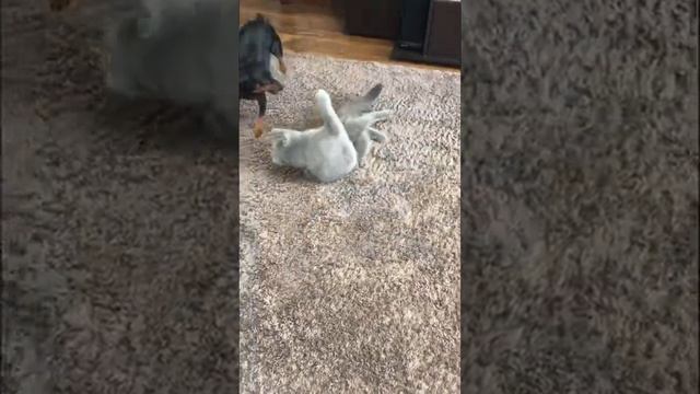 Кот и пёс! Очередная потасовка