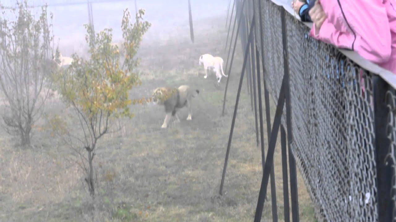 Сафари-парк "Тайган"