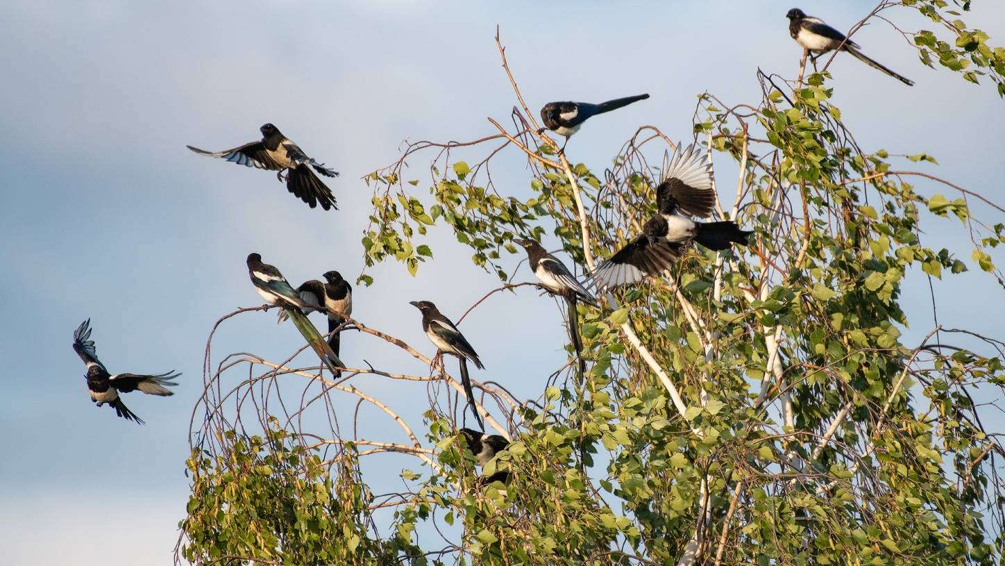 "ТАНЦЫ В САМАРСКОЙ ГУБЕРНИИ"... (Фото Артёма КАРПОВА (Самара), музыка - Дуэт Баянистов "АЛЬЯНС")