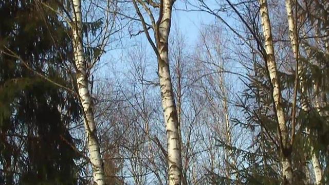 Травяная лягушка 4 Гонадотропин