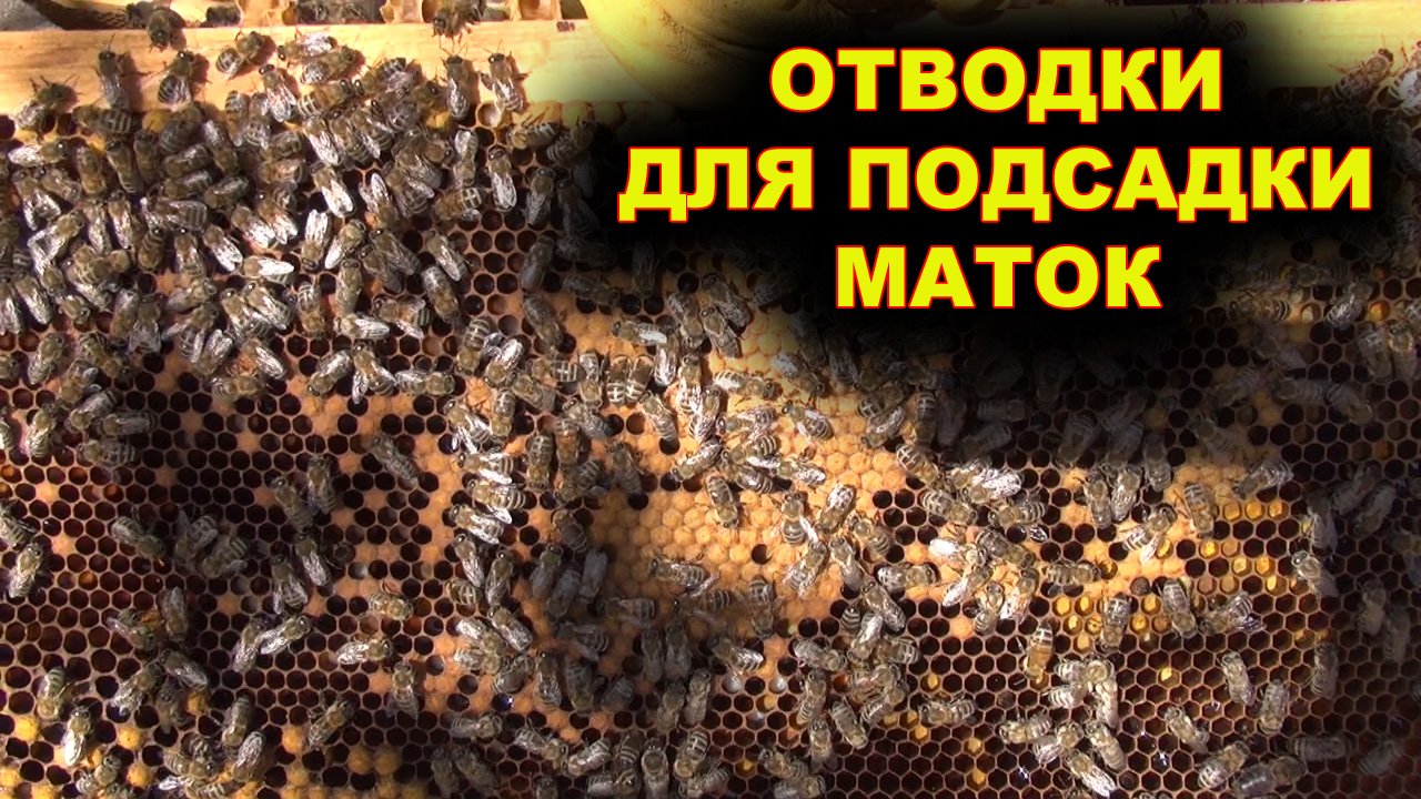 Отводки для подсадки маток.