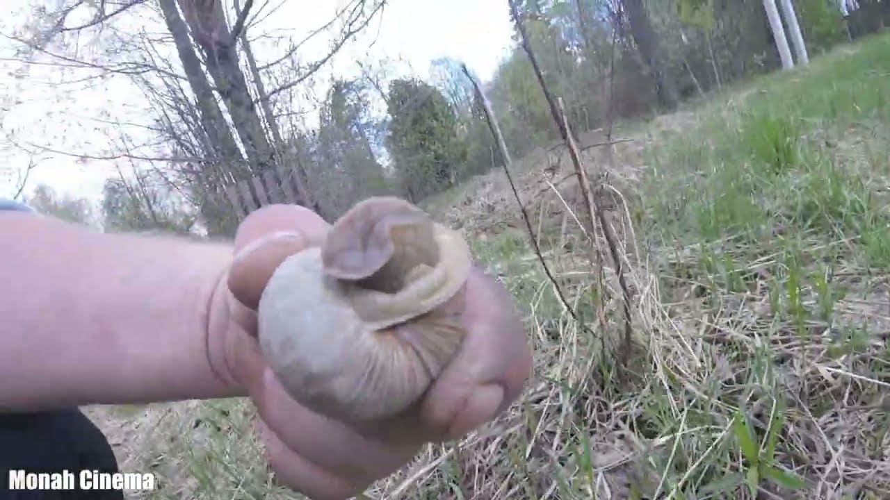 Заброшенный элитный коттеджный поселок в подмосковье