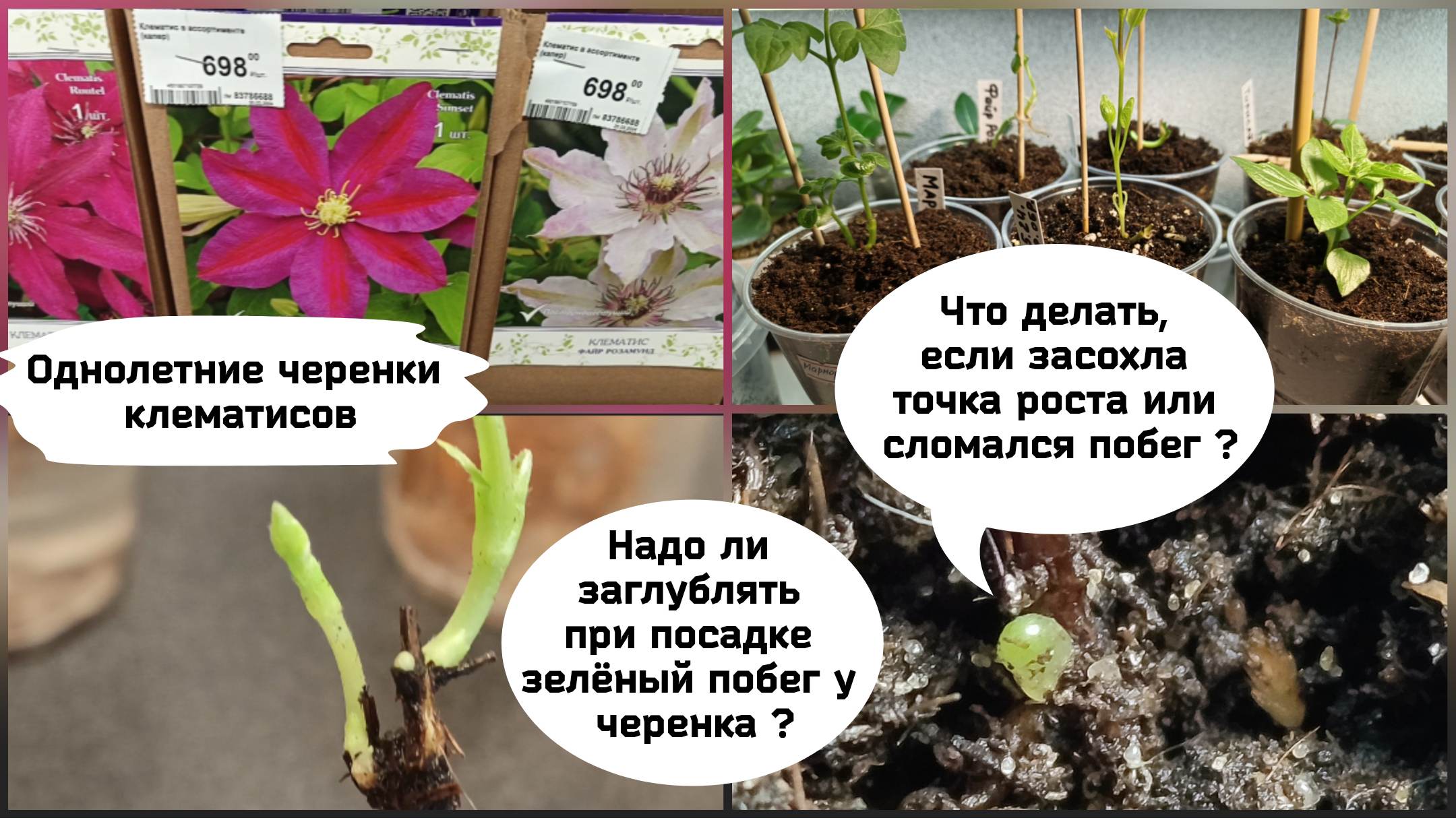 Однолетние черенки клематиса. Что делать, если засохла точка роста или сломался побег.