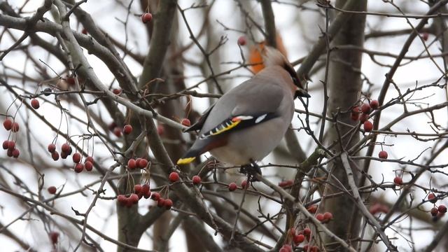 Свиристель, наблюдение птиц в Новгородской области, 19 ноября 2023