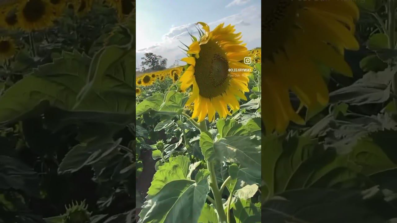 ЦВЕТОК СОЛНЦА #shorts