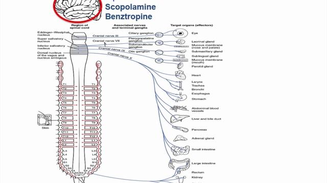 USMLE RX - 11.Фармакология - 1.Препараты Автономной НС - 12.Мускариновые антагонисты (МРА)