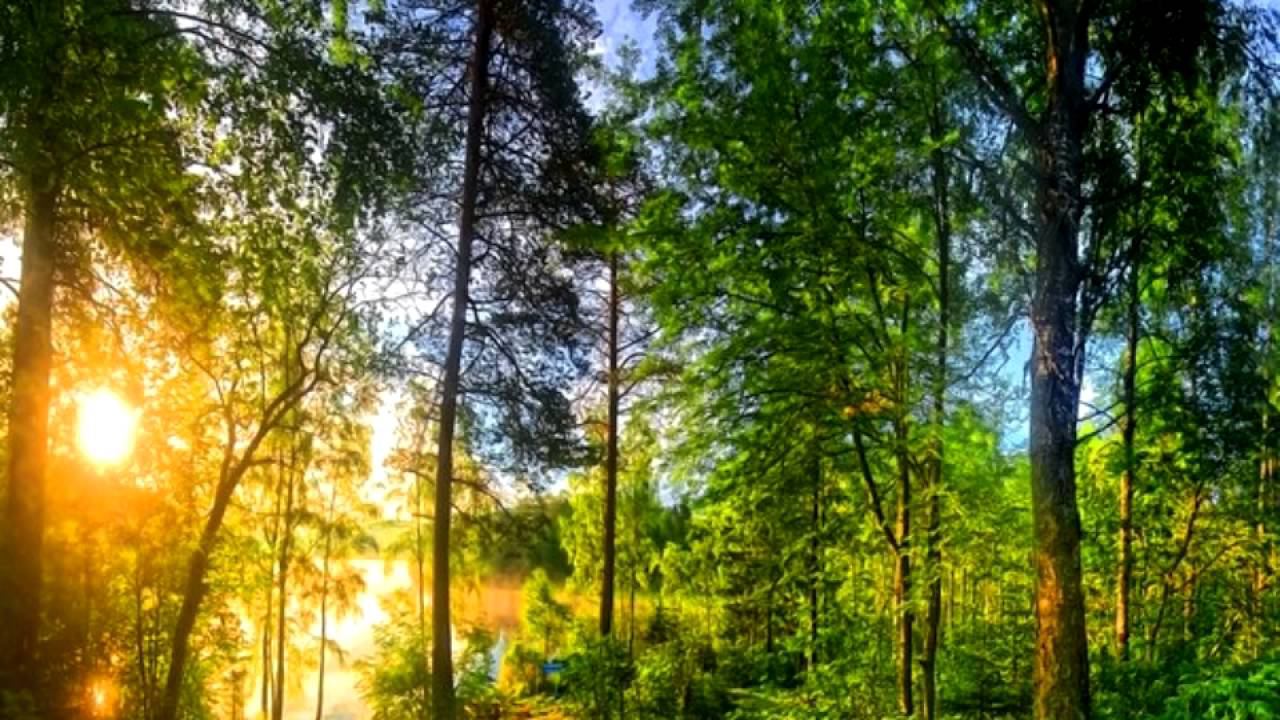 Звуки карельского леса