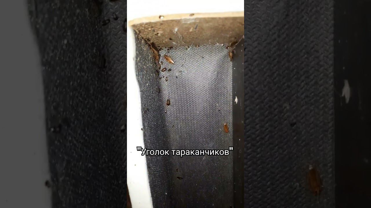 Тараканы - кухонный уголок|Подпишись | #тараканы #тараканывквартире #тараканывуголке