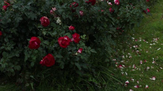 "Ранняя осень", учебный этюд Ксении Черноморовой