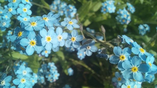 НЕЗАБУДКИ! 2. фото альбом