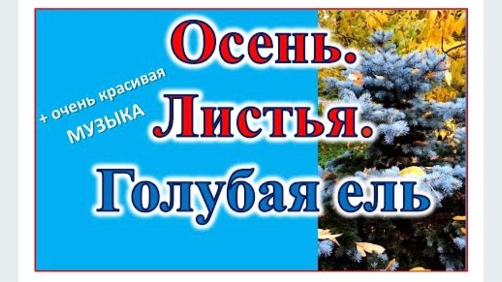 ОСЕНЬ. ЛИСТЬЯ. ГОЛУБАЯ ЕЛЬ. Александра Миркушова