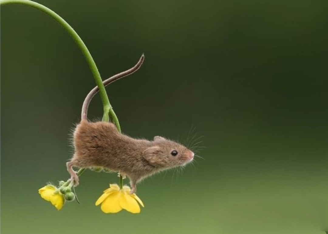 Мышки и павлин