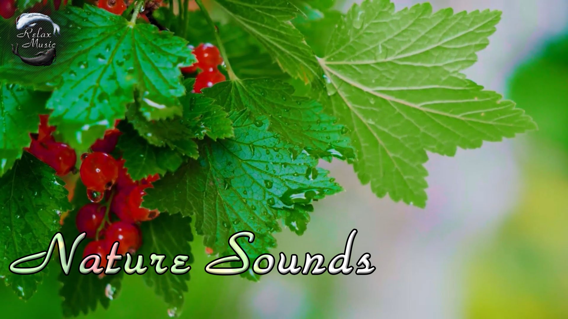 Исцеляющая музыка для Отдыха, Сна, Медитации | Шум дождя, пение птиц и ветряные колокольчики.