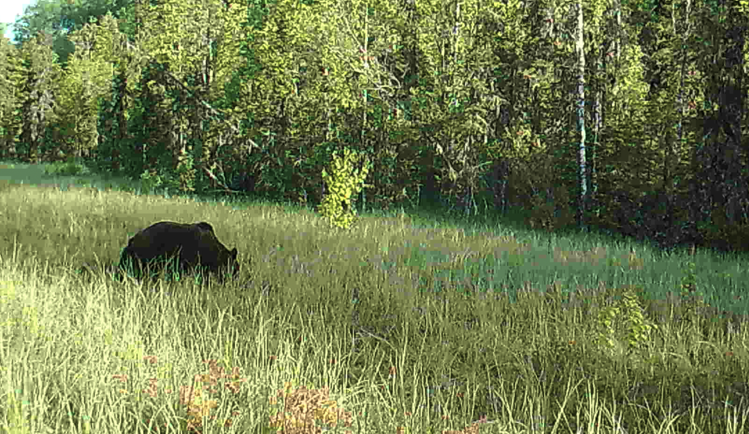 Бурый медведь в районе туристической стоянки «ГРАНЬ»