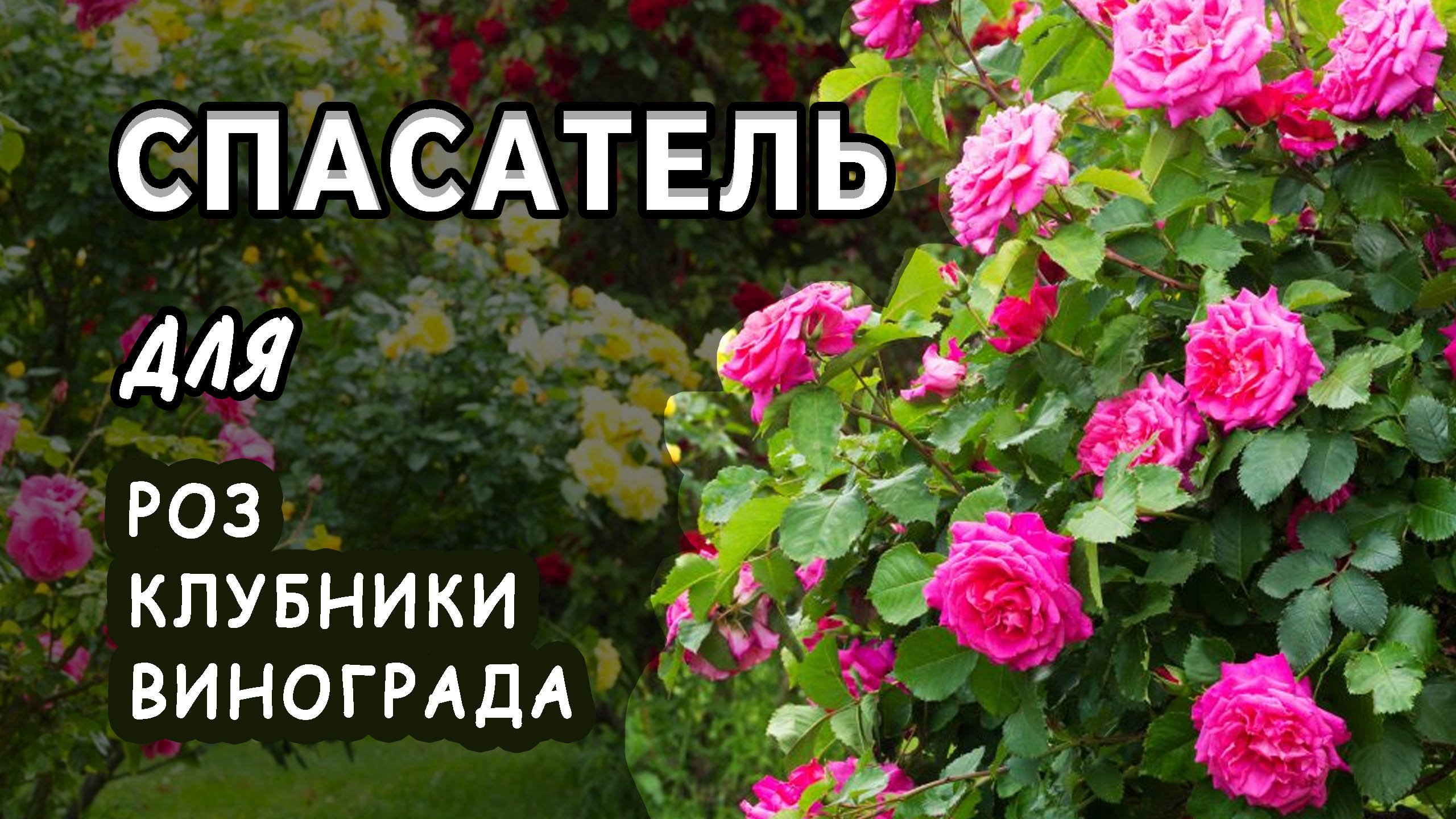 СПАСАТЕЛЬ для роз винограда клубники