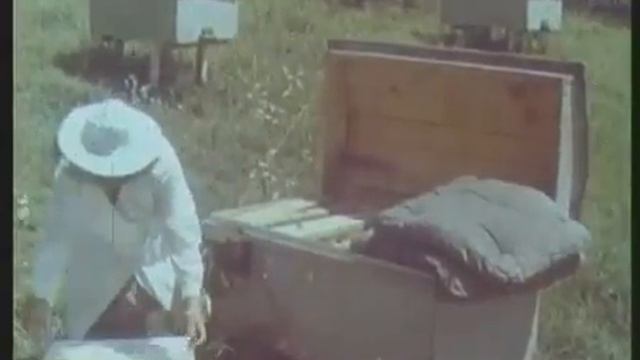 3 Пчеловодство учебный кинокурс 1969г.mp4