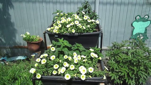 Петуния в середине лета. Идеальные цветы. Наслаждаюсь красками лета #28