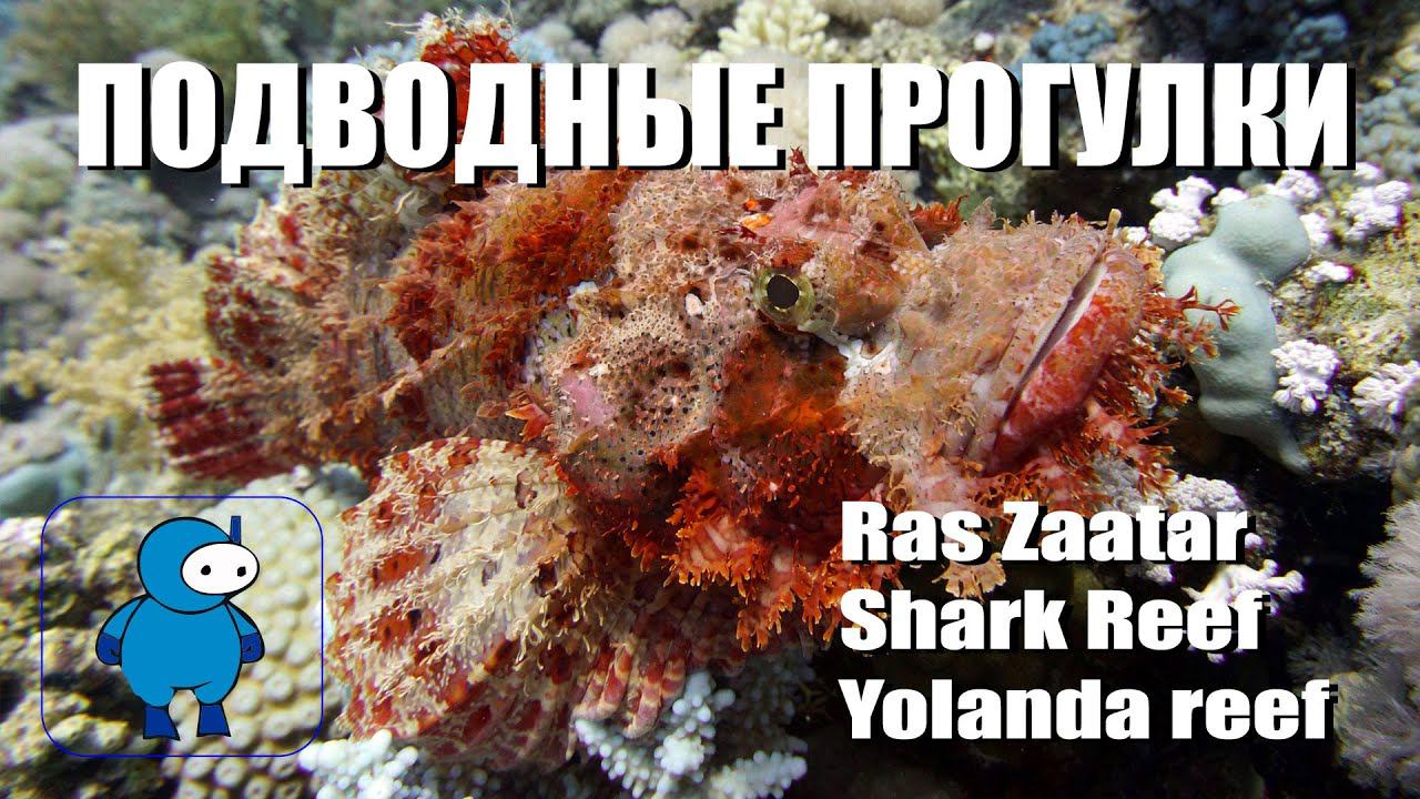 Дайвинг в Шарм эль Шейхе. Рас Мохамед. Шарк риф, Йоланда риф и Рас Заатар.