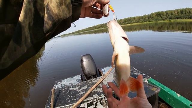 на какие блесна, я поймал язей.