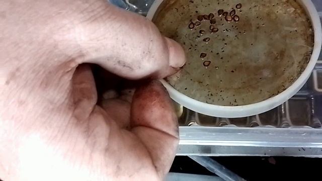 32. 28 марта 2023 г. Приготовление грунта для рассады. Посадка семян томатов в ящики.