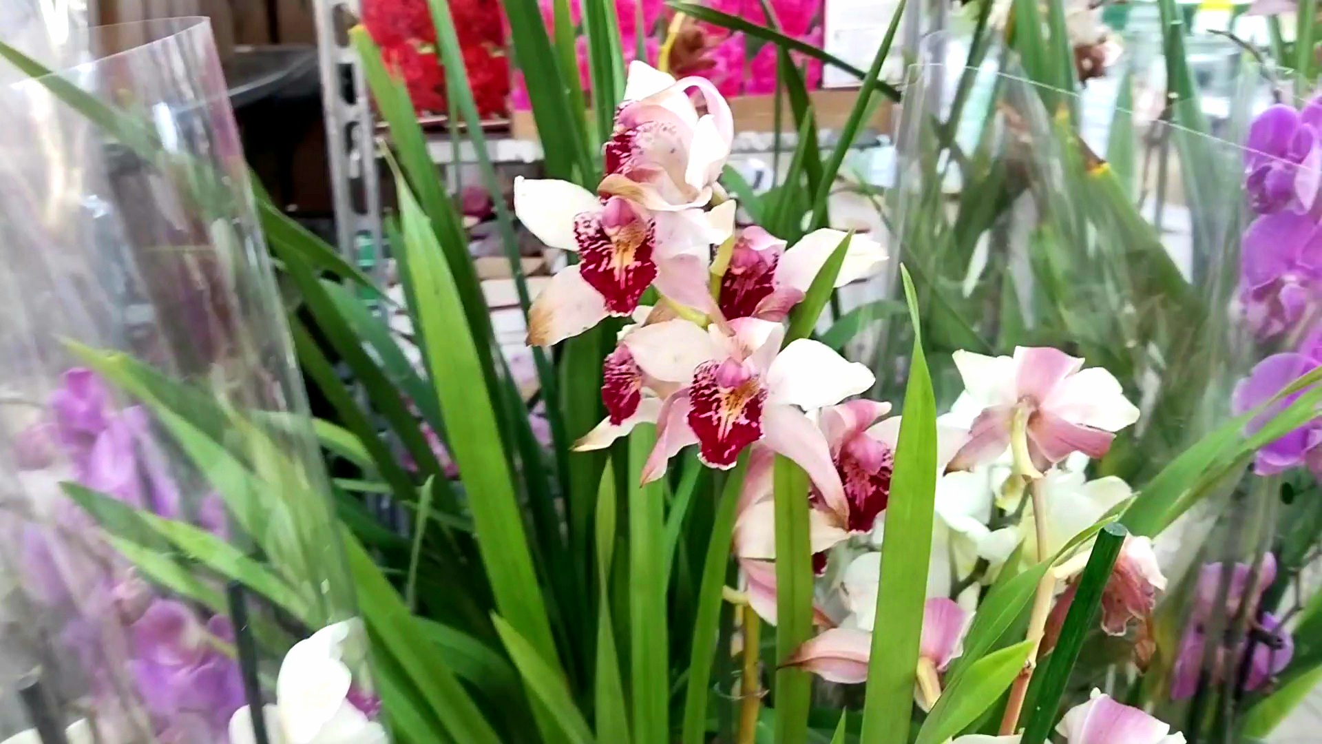 ?❤Уценка Цветов в Оби???