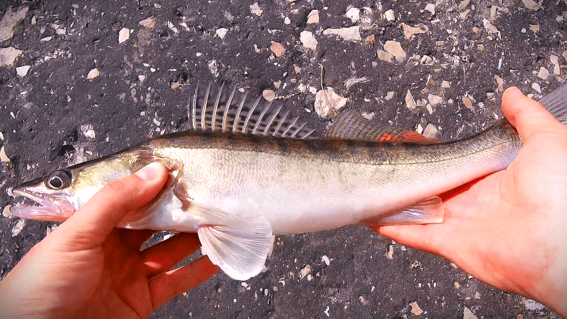 ПОКЛЕВКА НА КАЖДОМ ЗАБРОСЕ || Ловля судака на Волге на отводной поводок #рыбалка #FishingHolidays