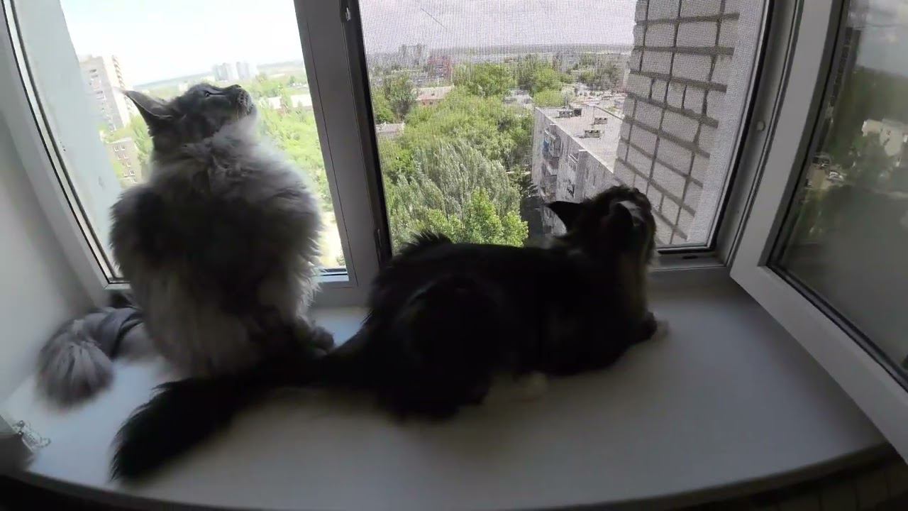 Пустельга на крыше, мейн куны "залипают".