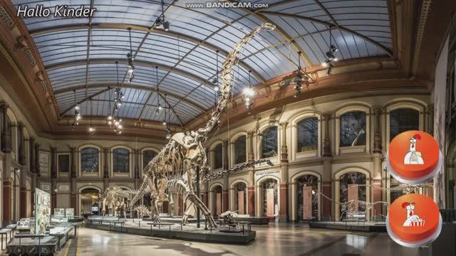 Brachiosaurus brancai  shorts