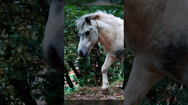 Привет, есть хочу. Вежливая пони #short #shorts #пони #pony #horse