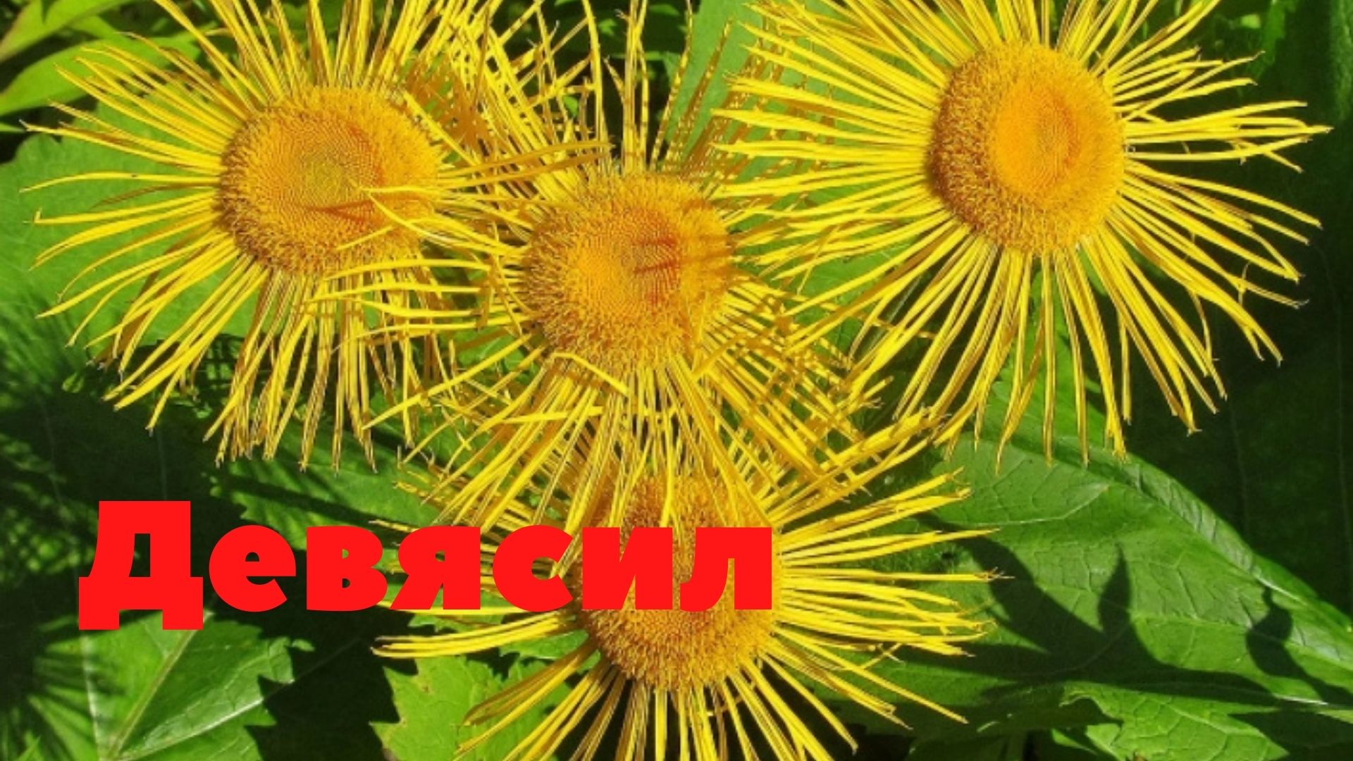 Девясил. Лекарственное растение. Краткое описание