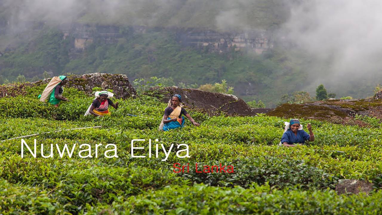 Чайные плантации Нувары Элии на острове Шри-Ланка