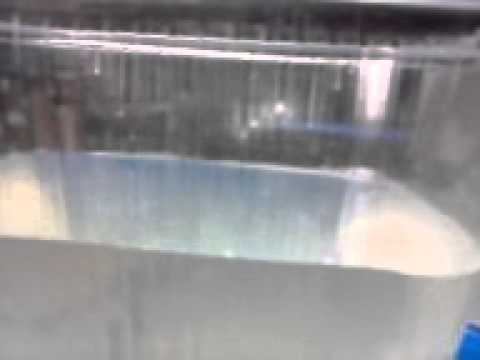 Лептестерии_09-06-14_20.02