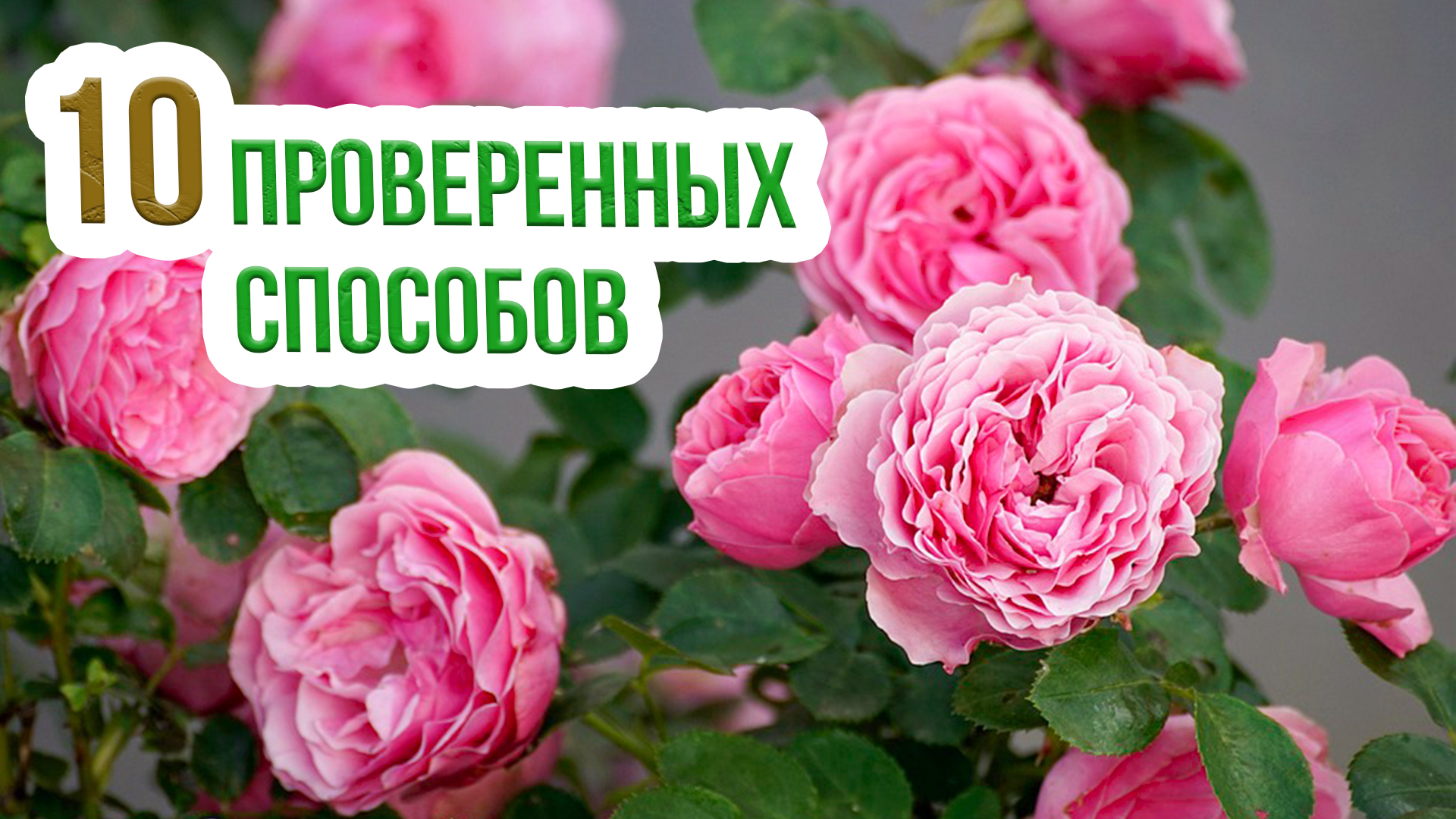Подкормка роз в августе - это ВАЖНО сделать! Уход за розами в августе: все подкормки