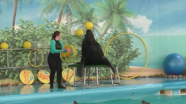 Выступление  морского льва  ЧАРЛИ