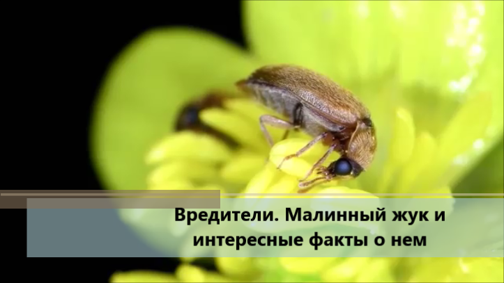 Вредители Малинный жук и интересные факты о нем.