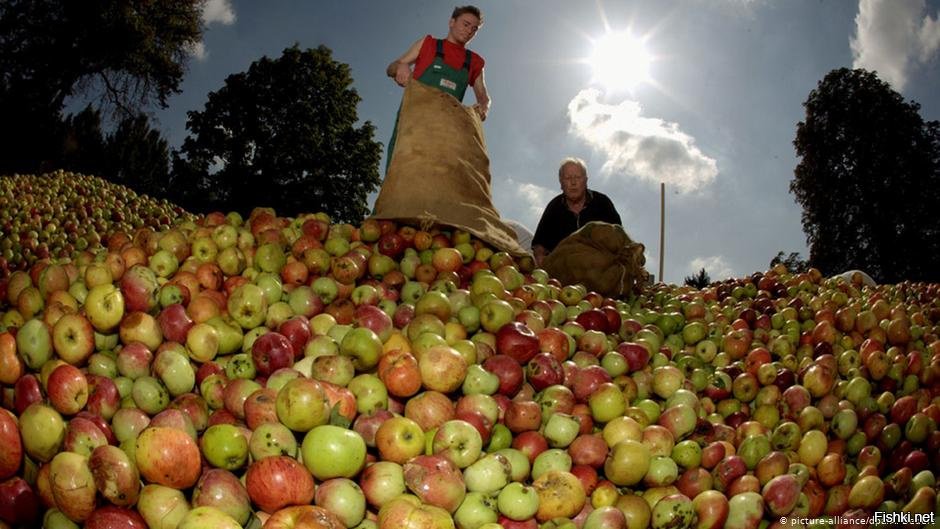 Гора яблок при такой технологии будет