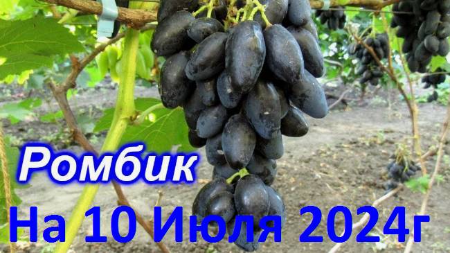 Обзор винограда Ромбик на 10 июля 2024 г.