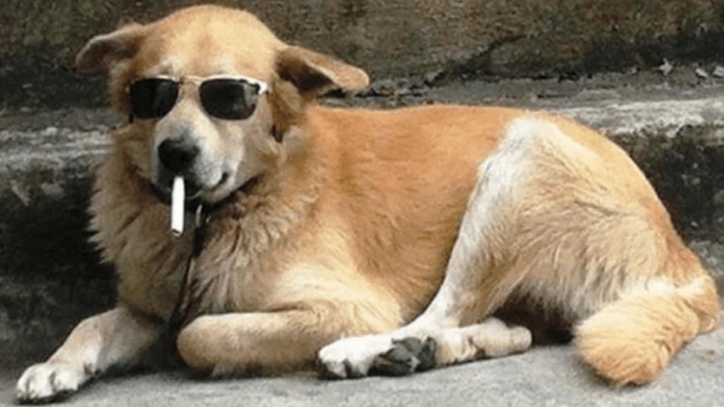 Смешные Глупые Животные | Смешные Видео с Кошками и Собаками Часть 6