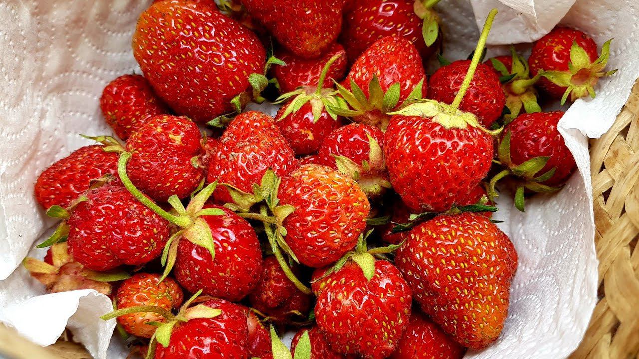 VLOG: Мульчирую ГОРТЕНЗИИ  / Собрали ПЕРВУЮ КЛУБНИКУ  / Дождь снова мимо нас ⛈️