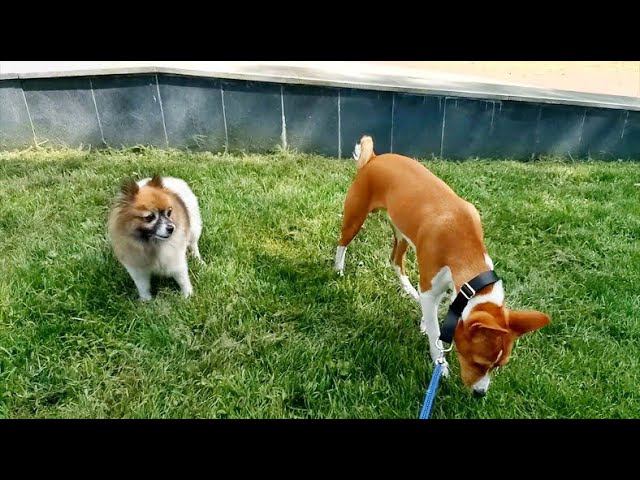 Прогулка с приключениями. Джоли & Лео