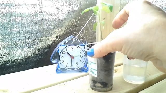 СРОЧНОЕ ВИДЕО!!!  Почему нельзя отрезать ? СЕМЯДОЛЬНЫЕ листья #ОГОРОД _на_БАЛКОНЕ _с_нуля