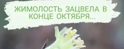 ЖИМОЛОСТЬ ЗАЦВЕЛА В ОКТЯБРЕ...