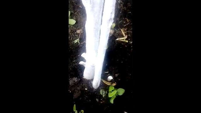 #мелисса#посадка_в_грунт_мелиссы#пряные_травы Посадка мелиссы в грунт.mp4