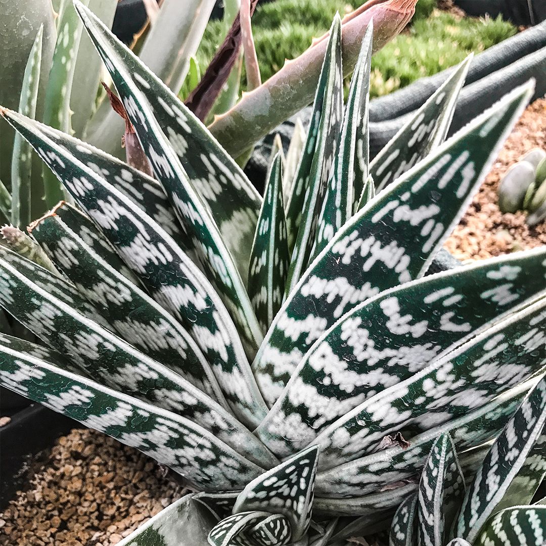 Алоэ пестрое [вариегата или тигровое]: описание и уход в домашних условиях