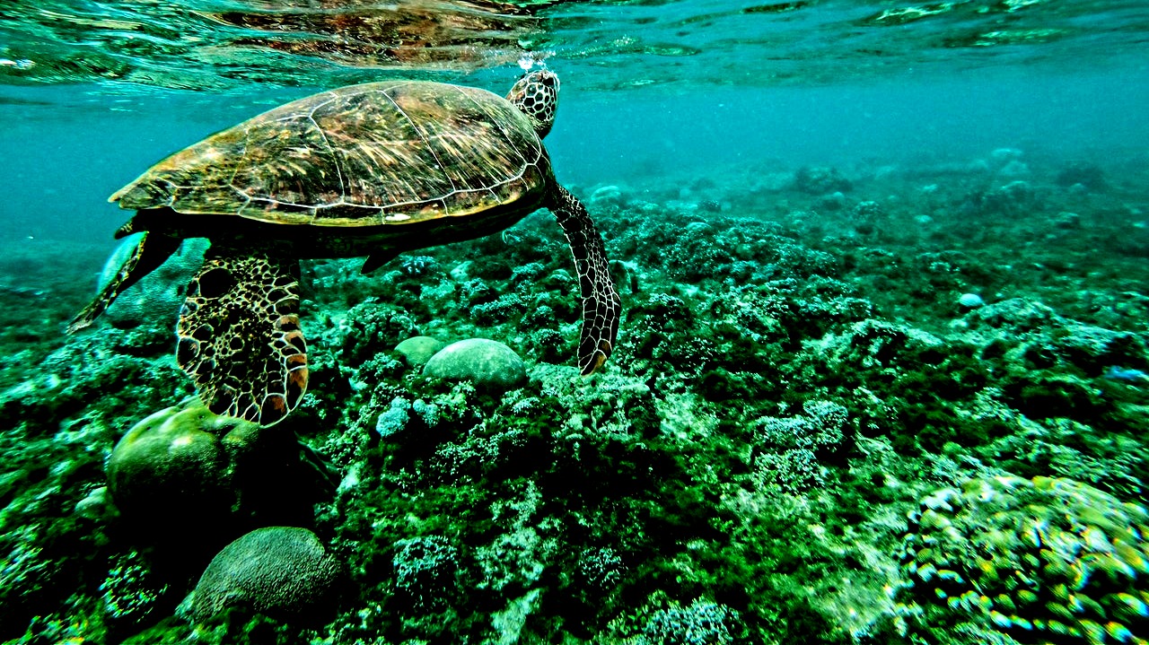 ?Красивый подводный мир. Музыка для Релаксации. Музыка для Медитации. Музыка для Сна.Фоновая музыка