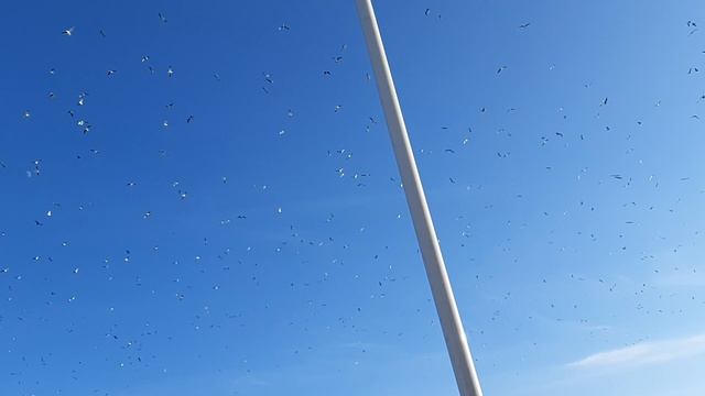 Чайки атакуют торговое судно