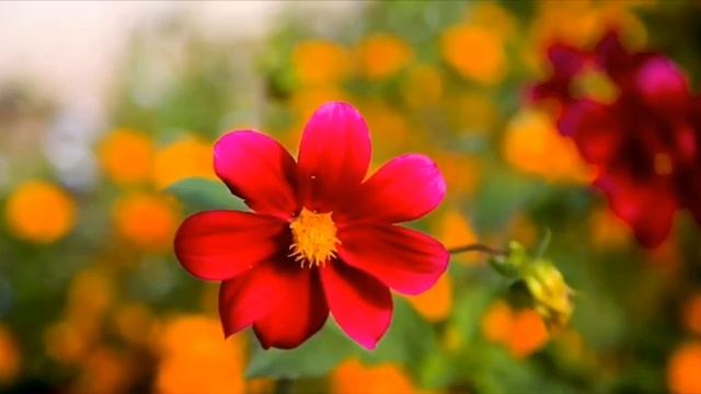 Стихи . Я знаю, Бог, живет не в храме