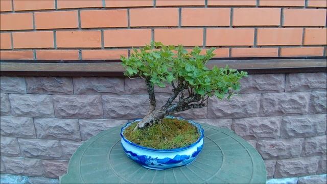 Бонсай крыжовник Колобок Bonsai gooseberry Kolobok весна 2023 год